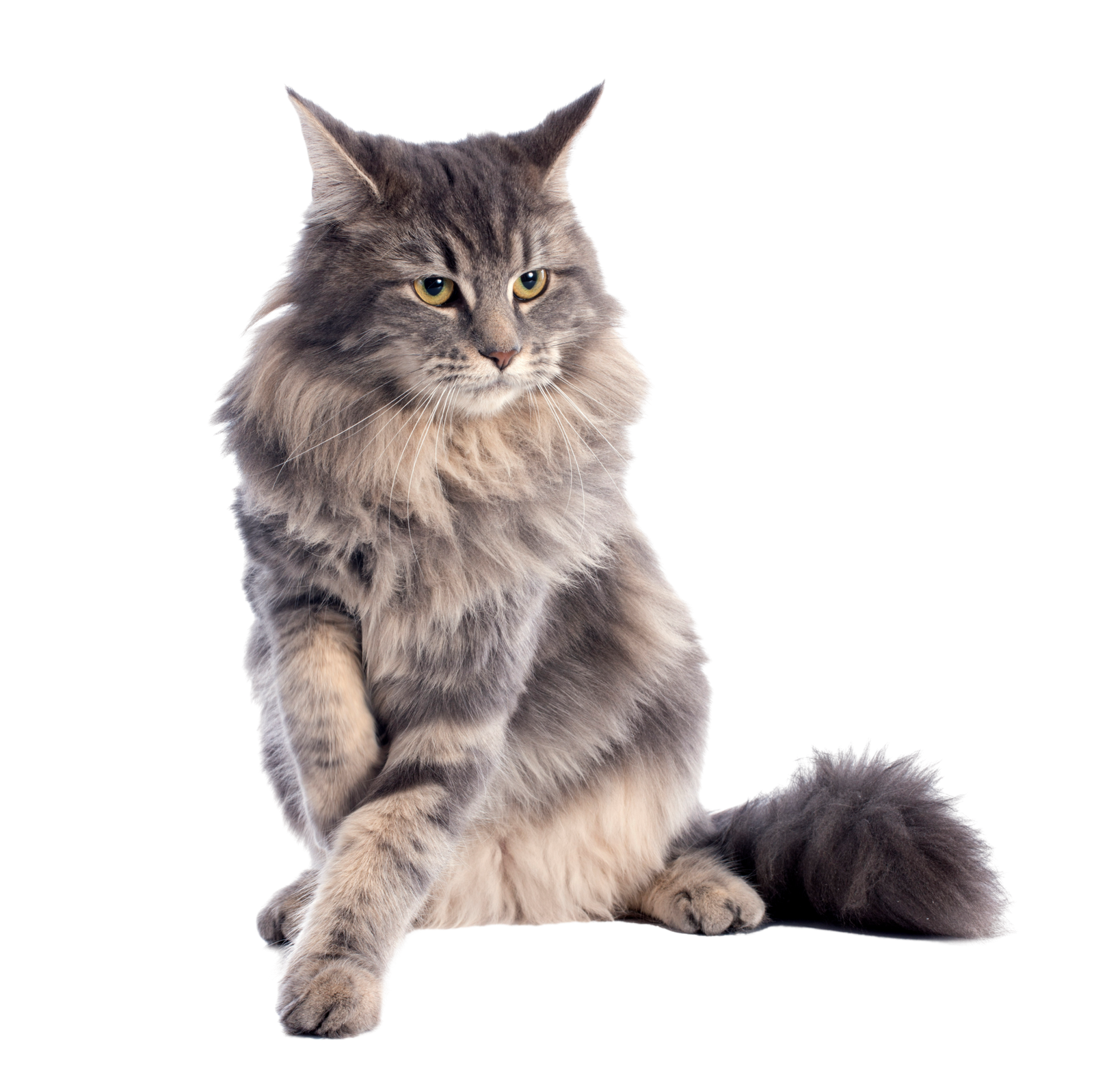 Royal Polycoon Maine Coons